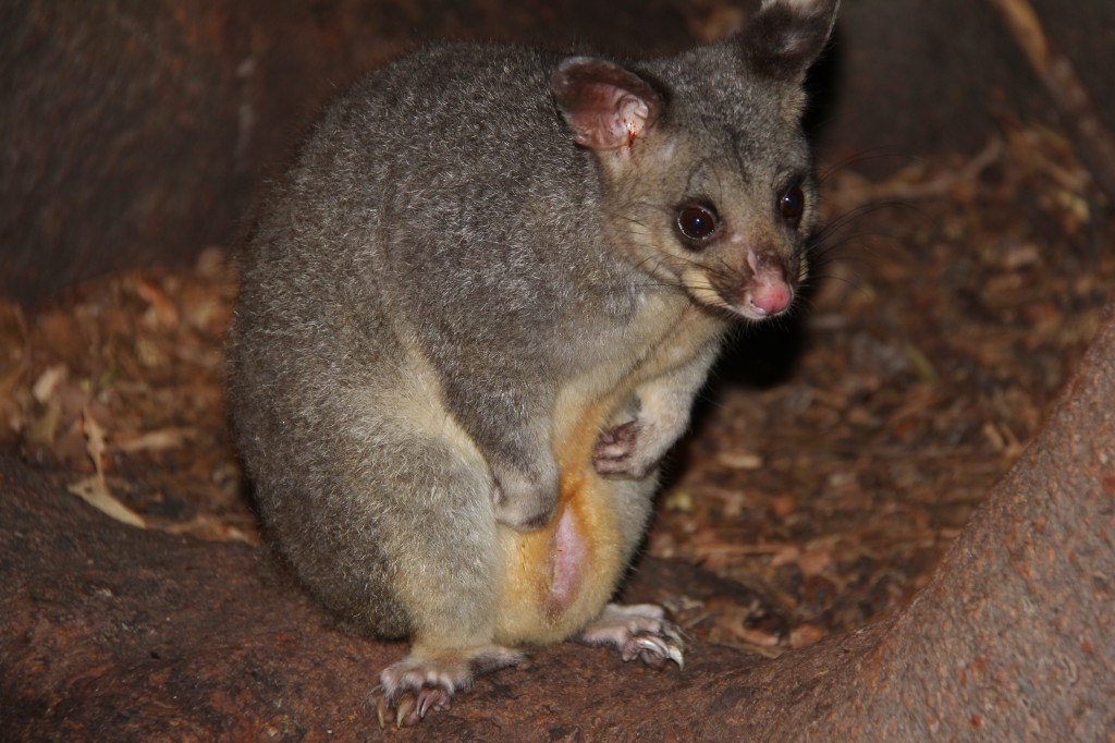 Melbourne Penguins and Possums Nature Tour - Routes and Trips