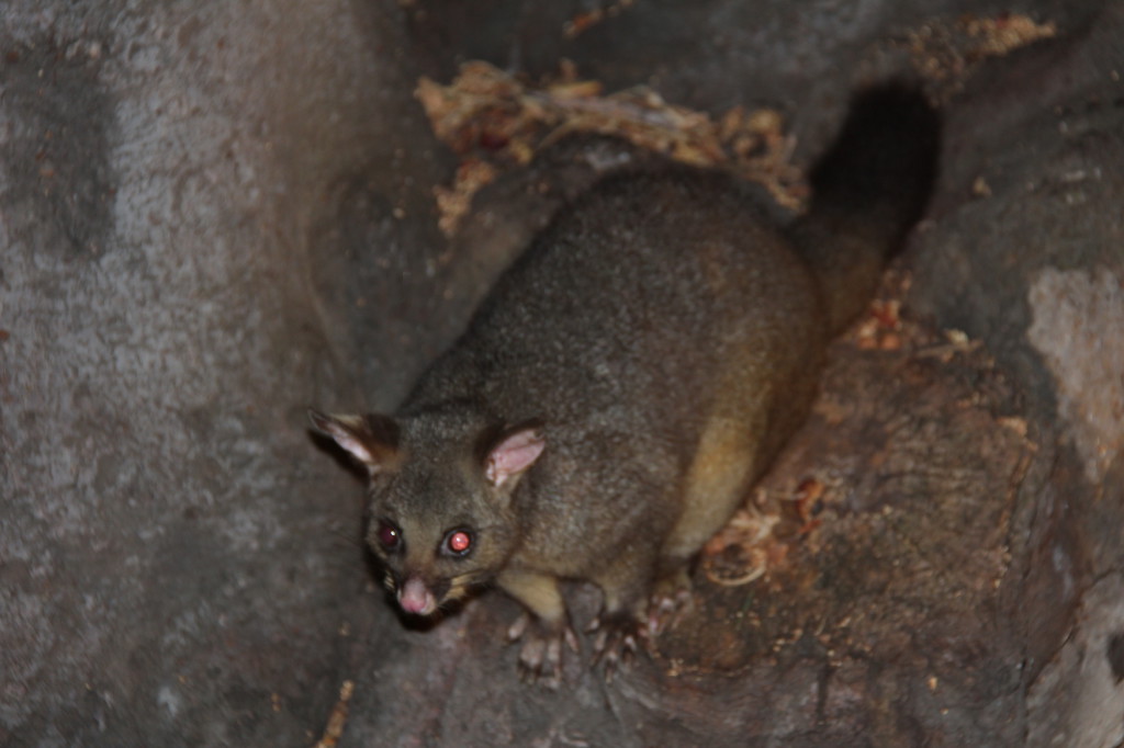 Melbourne Penguins and Possums Nature Tour - Routes and Trips