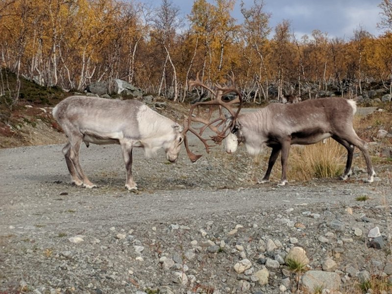 Autumn Trip to Lapland: Reindeer, Ruska and Auroras - Routes and Trips